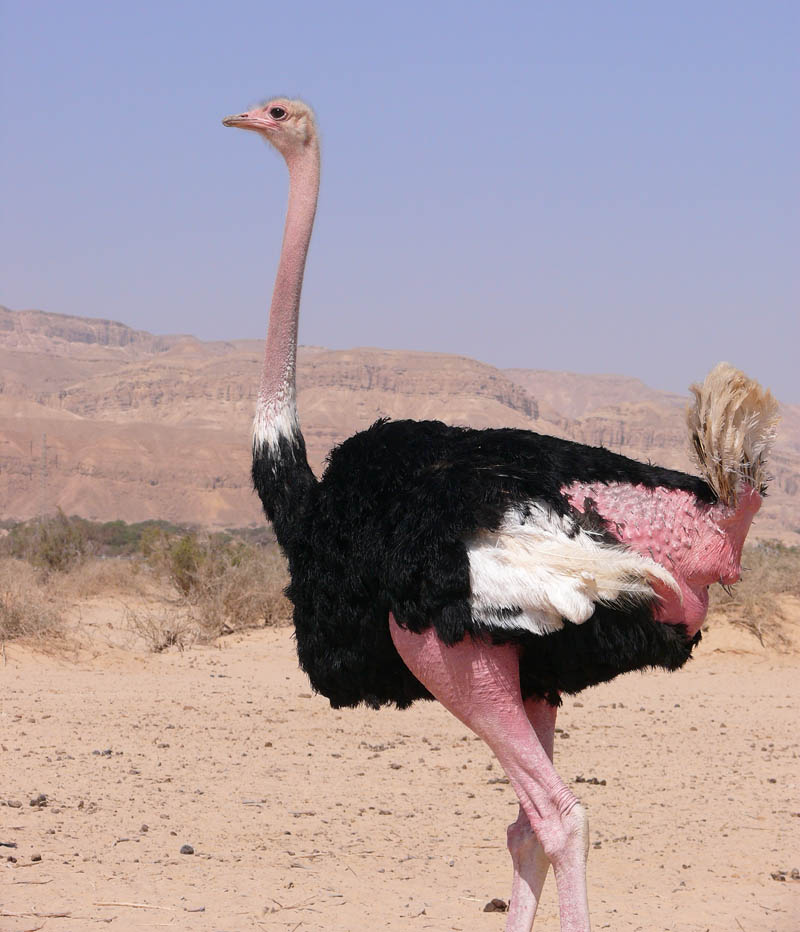 10 Things You Didn't Know About the World's Largest Bird - TwistedSifter