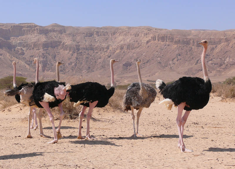 10 Things You Didn't Know About the World's Largest Bird - TwistedSifter