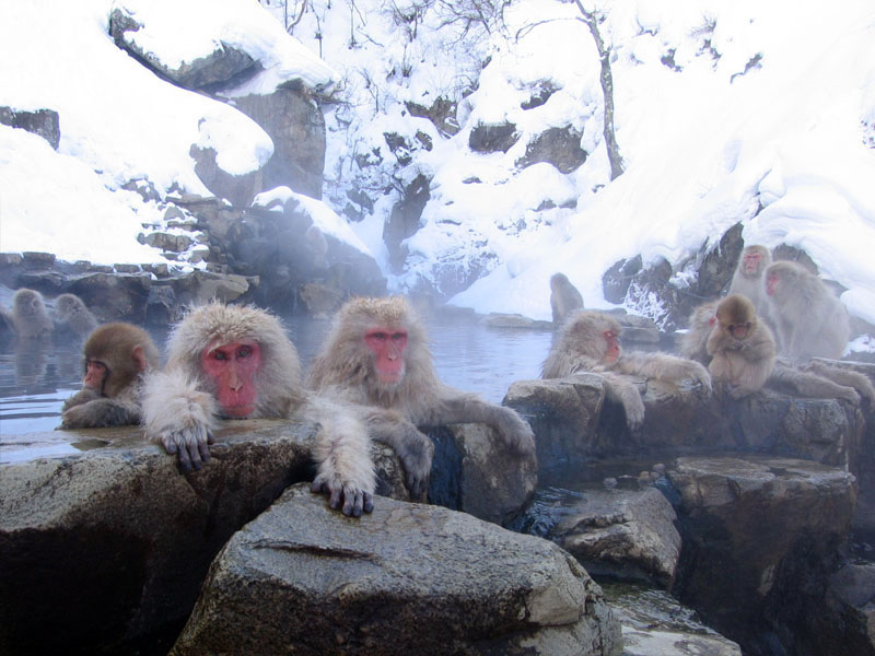 Picture of the Day: Snow Monkeys Lounging in Hot Springs » TwistedSifter