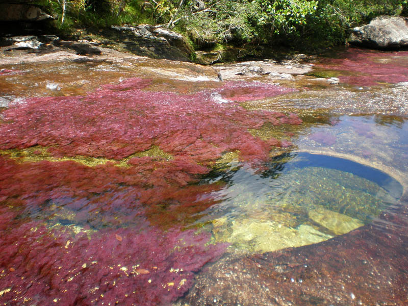 The River of Five Colors: Cano Cristales, Colombia » TwistedSifter