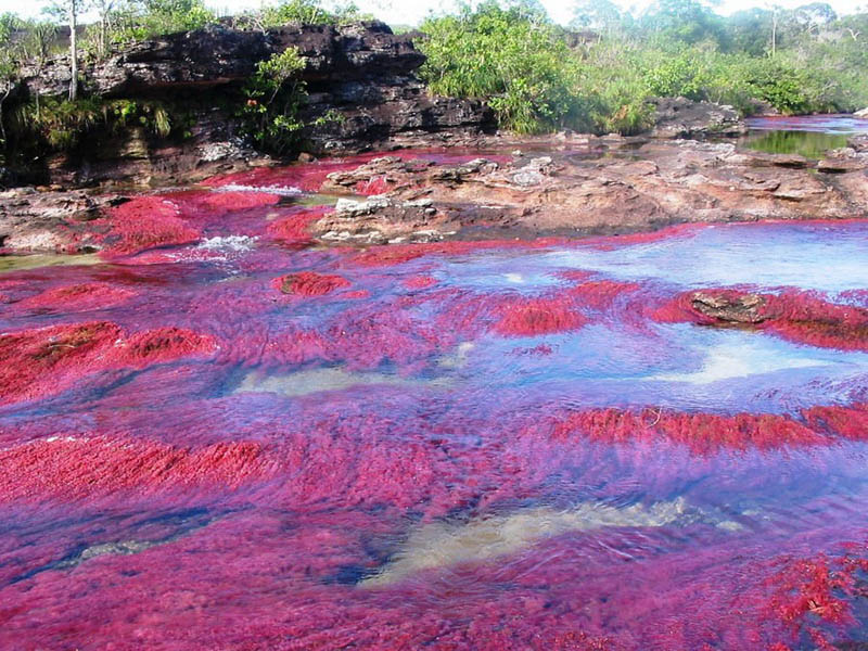 The River of Five Colors: Cano Cristales, Colombia » TwistedSifter