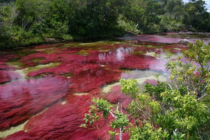 The River of Five Colors: Cano Cristales, Colombia » TwistedSifter