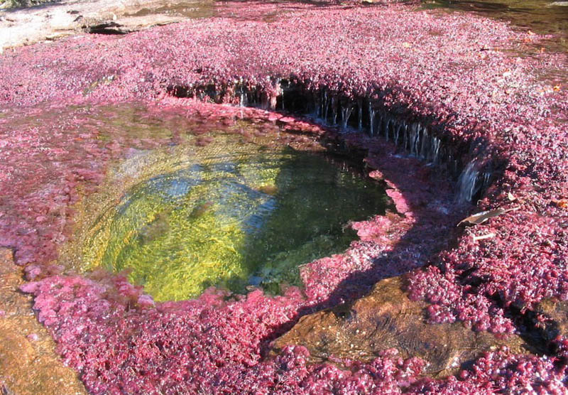 The River of Five Colors: Cano Cristales, Colombia » TwistedSifter