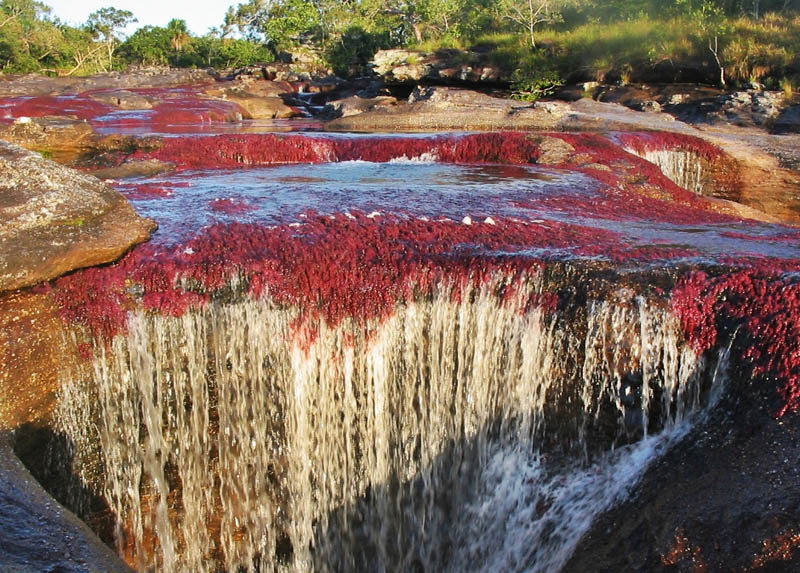 The River of Five Colors: Cano Cristales, Colombia » TwistedSifter