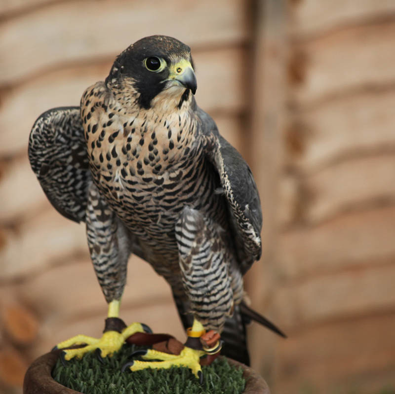 The World's Fastest Animals on Land, Sea and Air - TwistedSifter