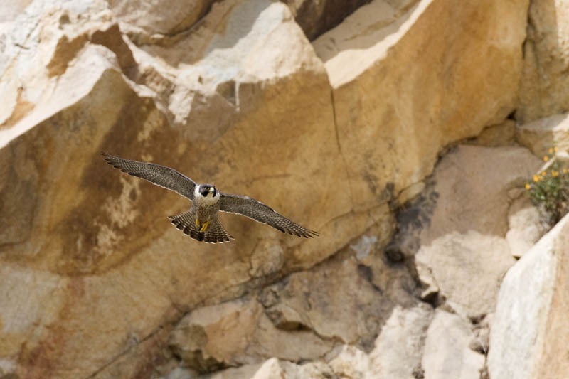 The World’s Fastest Animals on Land, Sea and Air » TwistedSifter