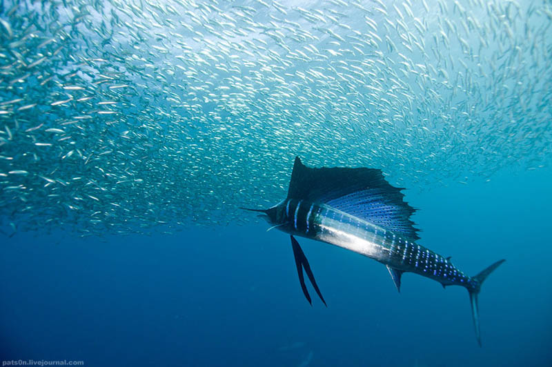 The World's Fastest Animals on Land, Sea and Air - TwistedSifter