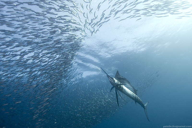 The World's Fastest Animals on Land, Sea and Air - TwistedSifter