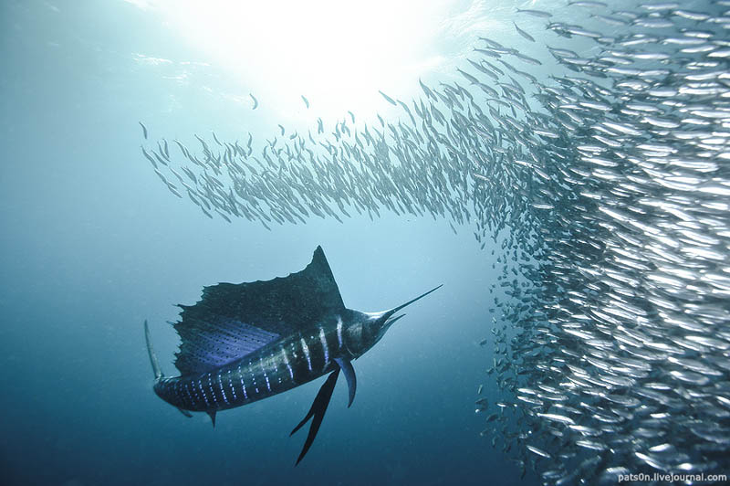 The World's Fastest Animals on Land, Sea and Air - TwistedSifter