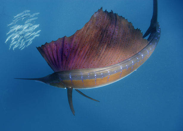 The World's Fastest Animals on Land, Sea and Air - TwistedSifter