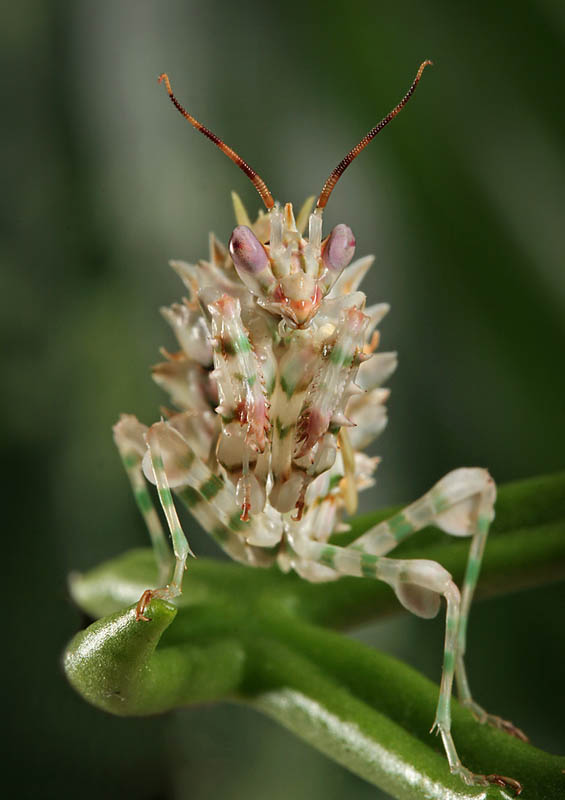 The Incredible Praying Mantis [25 pics] - TwistedSifter