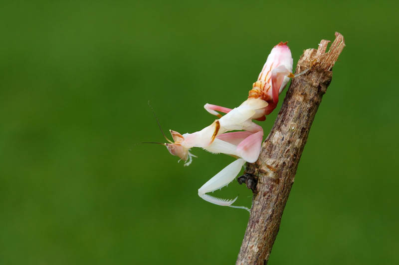 The Incredible Praying Mantis [25 pics] » TwistedSifter