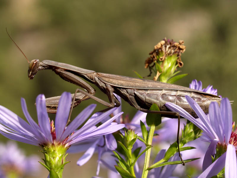 The Incredible Praying Mantis [25 pics] » TwistedSifter