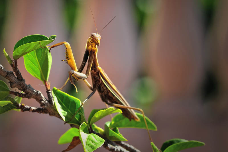 The Incredible Praying Mantis [25 pics] » TwistedSifter