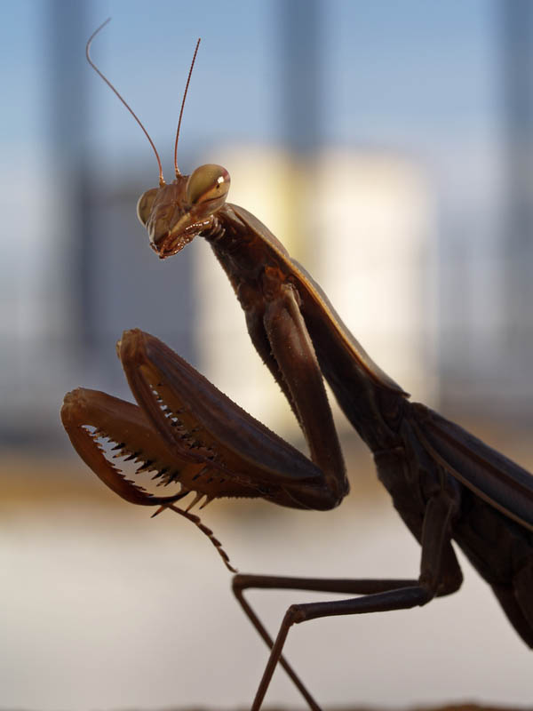 The Incredible Praying Mantis [25 pics] » TwistedSifter