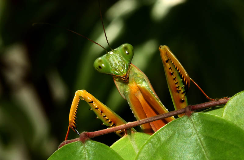 The Incredible Praying Mantis [25 pics] » TwistedSifter