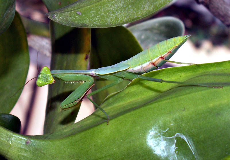 The Incredible Praying Mantis [25 pics] » TwistedSifter