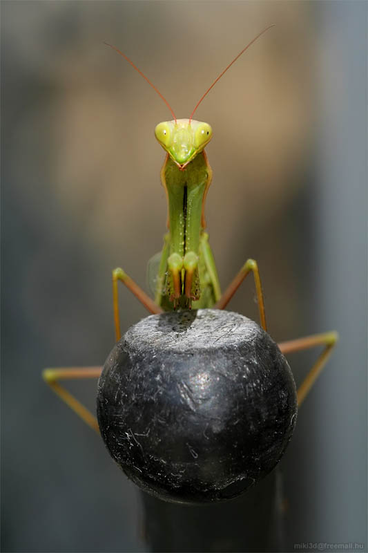 The Incredible Praying Mantis [25 pics] » TwistedSifter