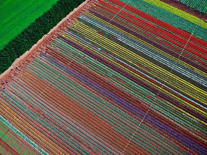 Picture of the Day: The Table Cape Tulip Farm from Above » TwistedSifter