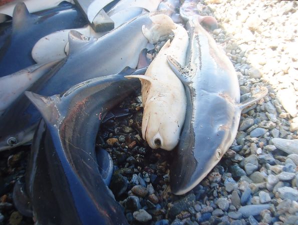 Picture of the Day: Rare Cyclops Shark! » TwistedSifter
