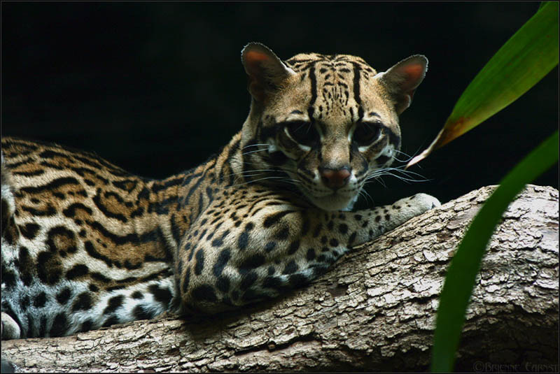 The Adorable Ocelot [30 pics] » TwistedSifter