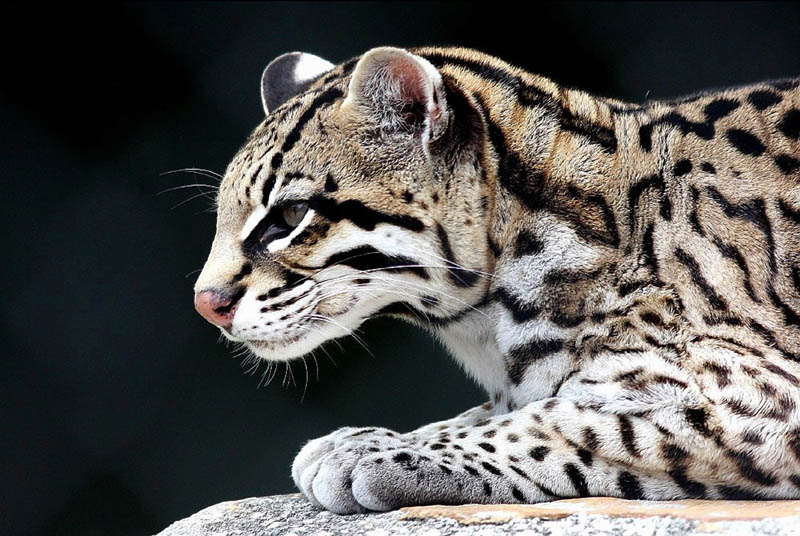 The Adorable Ocelot [30 pics] » TwistedSifter