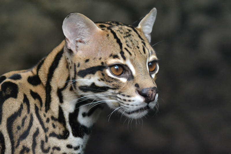 The Adorable Ocelot [30 pics] » TwistedSifter