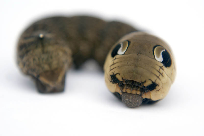 The Amazing Caterpillar That Looks Like a Snake » TwistedSifter