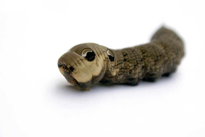 The Amazing Caterpillar That Looks Like a Snake » TwistedSifter