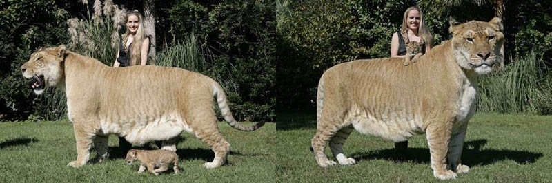 10 Bizarre Hybrid Animals - TwistedSifter