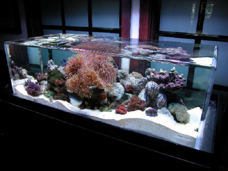 Picture of the Day: The Infinity Edge Aquarium » TwistedSifter