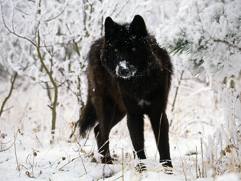 10 Incredible Melanistic (All Black) Animals » TwistedSifter