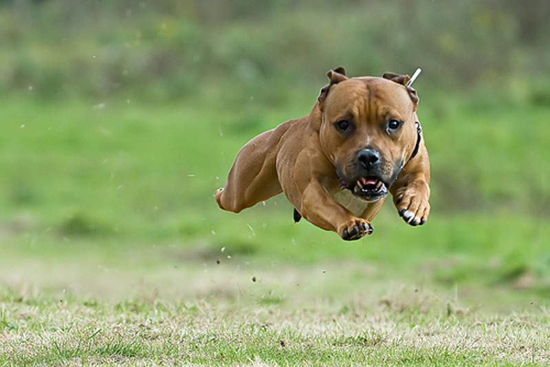 The 25 Funniest Hover Animals Ever » TwistedSifter