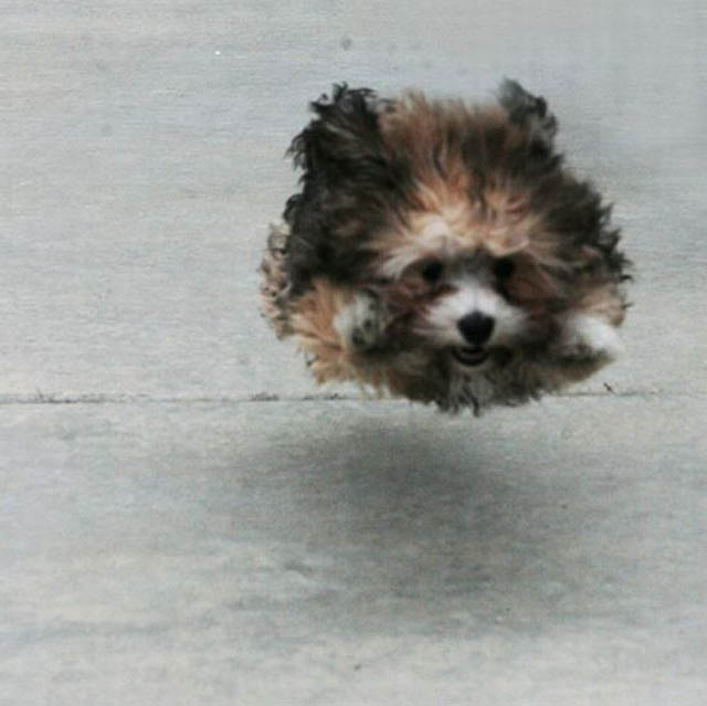 The 25 Funniest Hover Animals Ever » TwistedSifter
