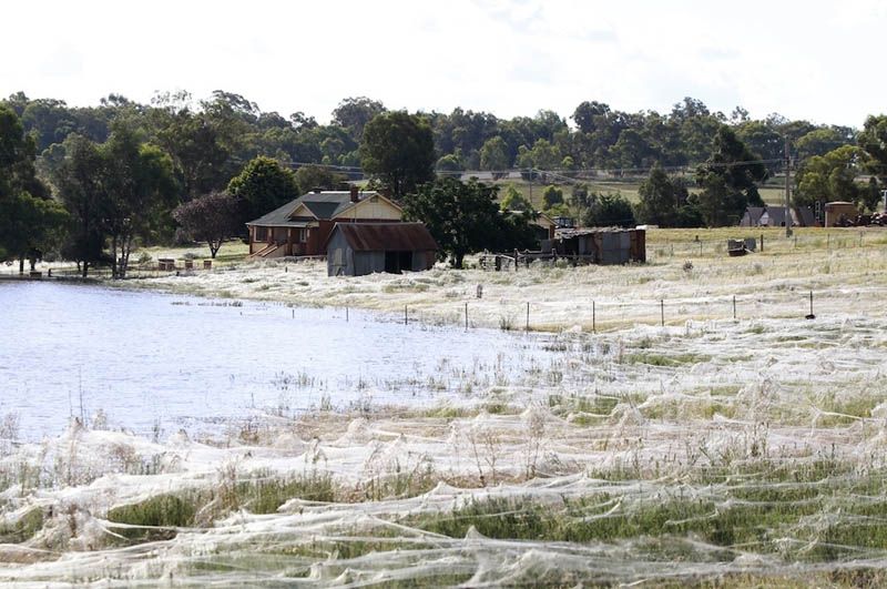 Spiders Blanket Fields in Webs to Avoid Flood-Waters in Australia ...