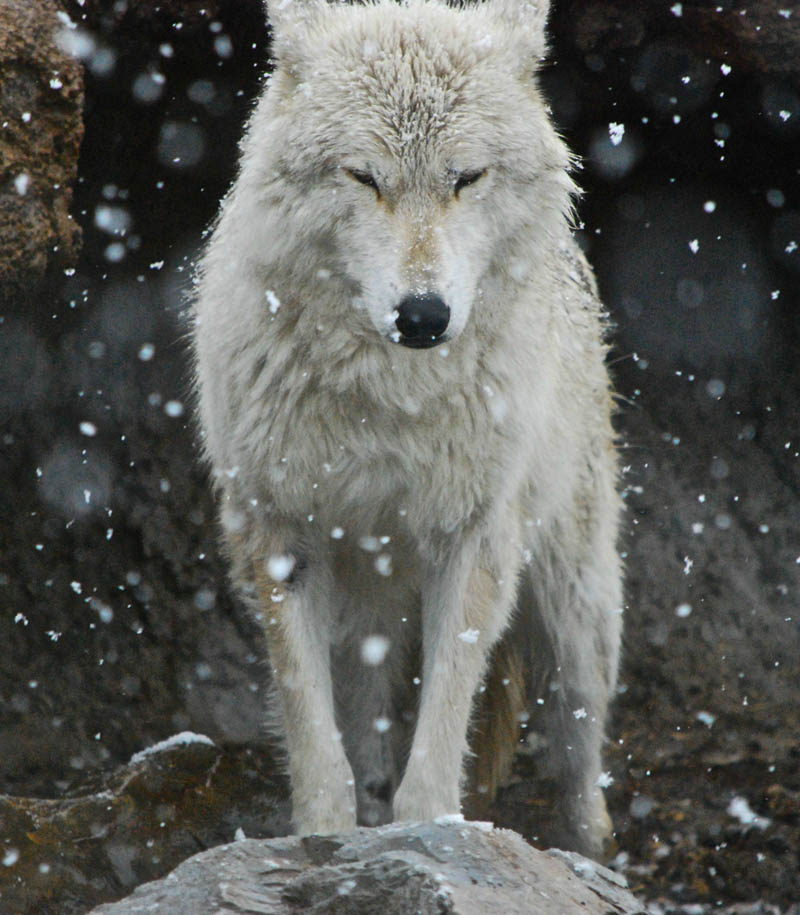Picture of the Day: The Lone Wolf » TwistedSifter