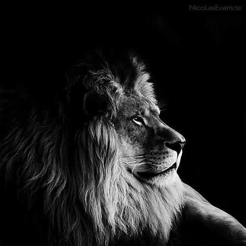 15 Stunning Black and White Animal Portraits by Nicolas Evariste ...