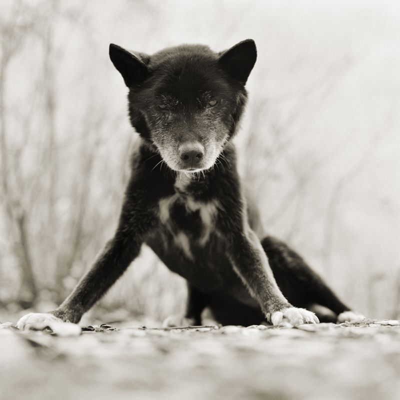 Touching Portraits of Elderly Animals - TwistedSifter