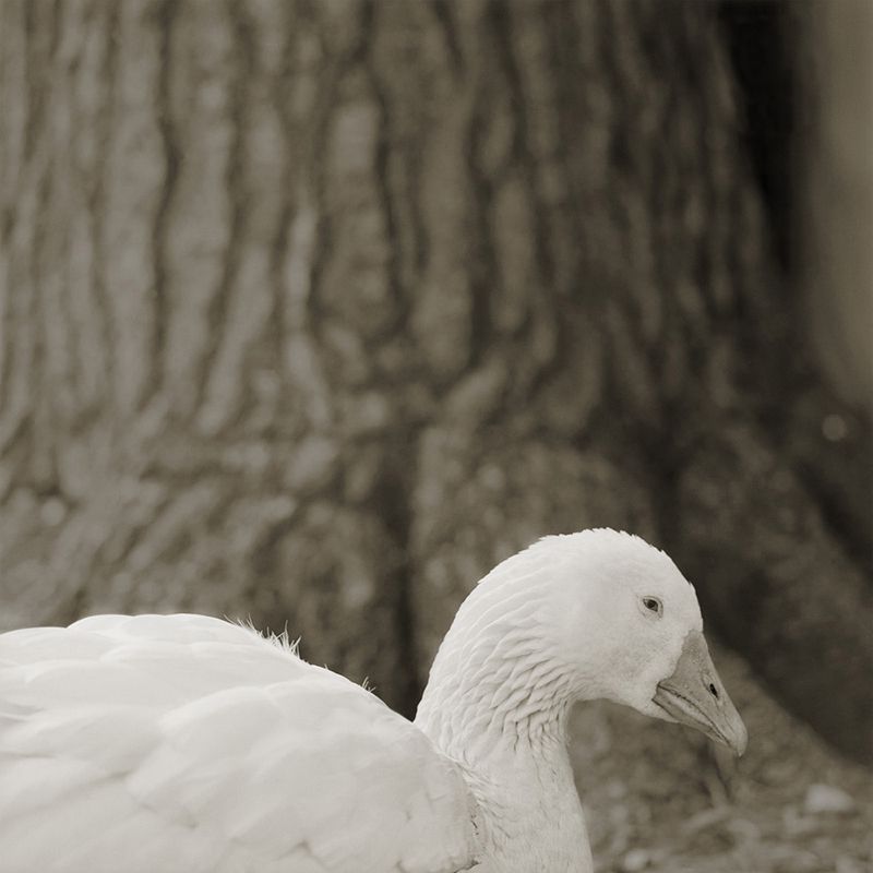Touching Portraits of Elderly Animals - TwistedSifter
