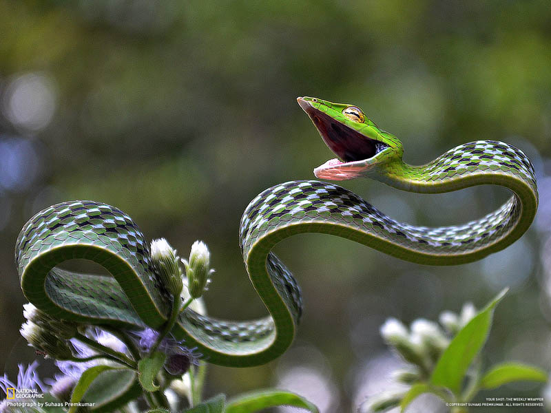 Picture of the Day: The Stunning Green Vine Snake » TwistedSifter