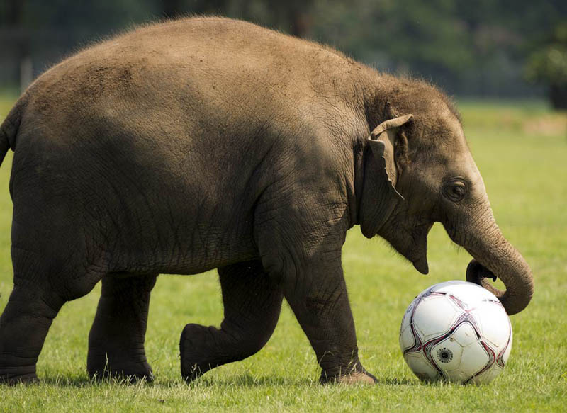 The 35 Cutest Baby Elephants You Will See Today - TwistedSifter