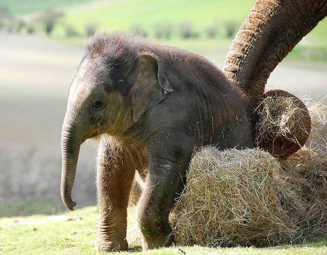 The 35 Cutest Baby Elephants You Will See Today » TwistedSifter
