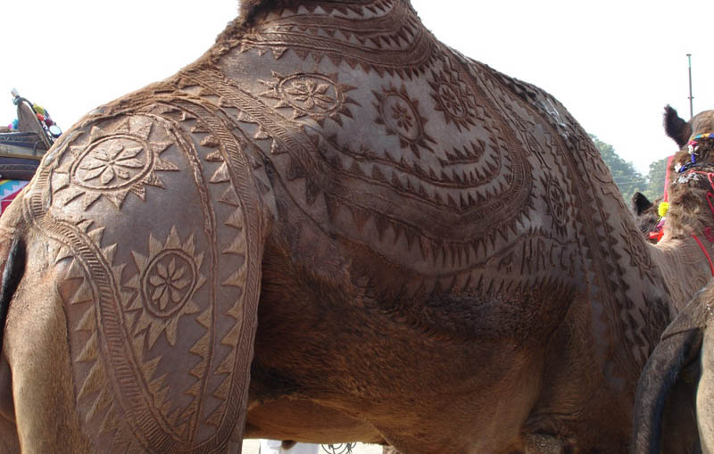 An Amazing Gallery of Camel Hair Art » TwistedSifter