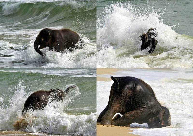 The 35 Cutest Baby Elephants You Will See Today - TwistedSifter