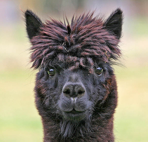 25 Alpacas with the Most Amazing Hair Ever » TwistedSifter