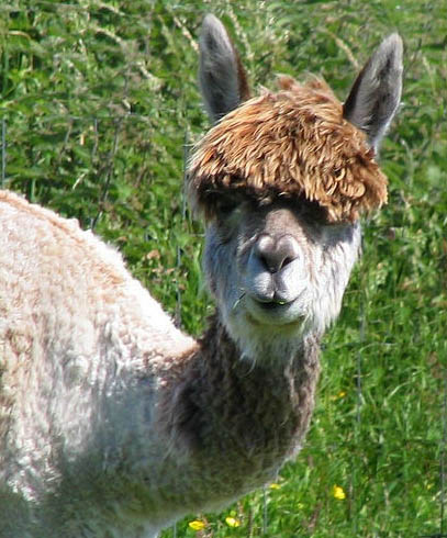 25 Alpacas with the Most Amazing Hair Ever » TwistedSifter