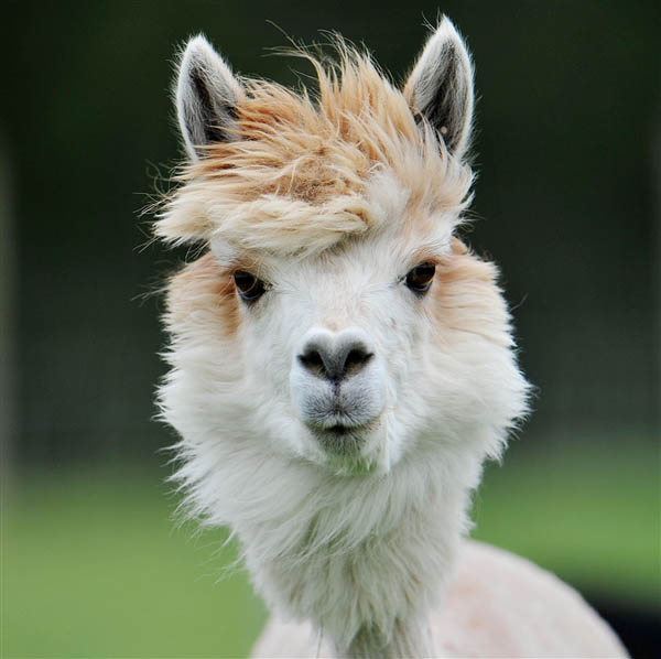 25 Alpacas with the Most Amazing Hair Ever - TwistedSifter