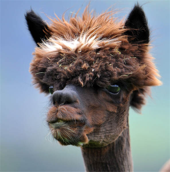 25 Alpacas with the Most Amazing Hair Ever » TwistedSifter