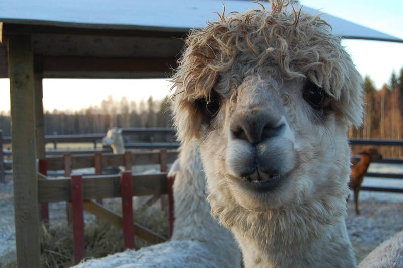 25 Alpacas with the Most Amazing Hair Ever » TwistedSifter