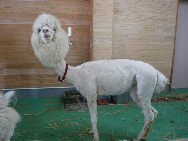 25 Alpacas with the Most Amazing Hair Ever » TwistedSifter